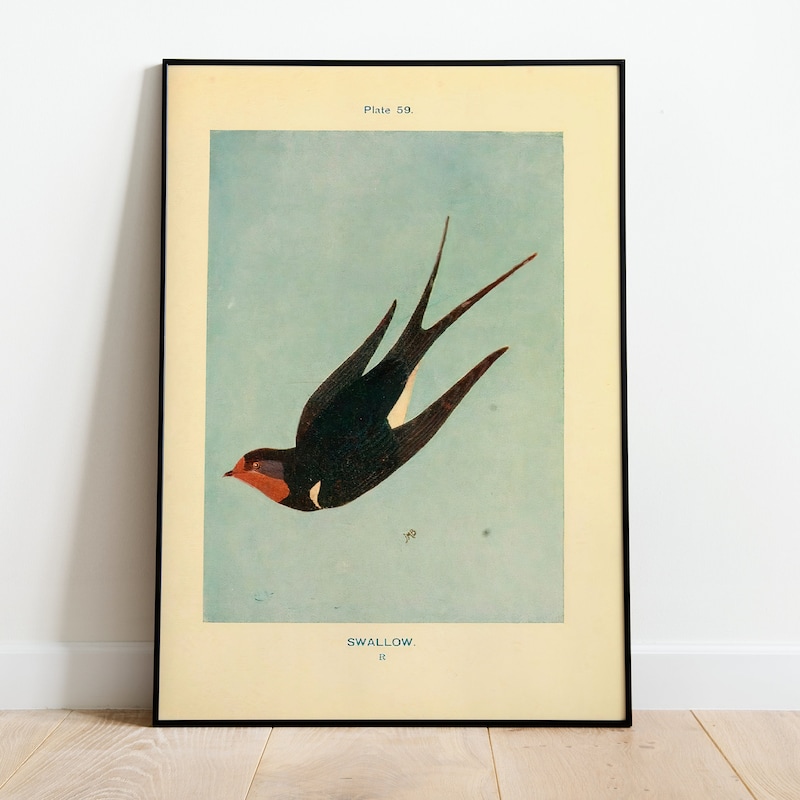Vintage Swallow Prints - Etsy UK