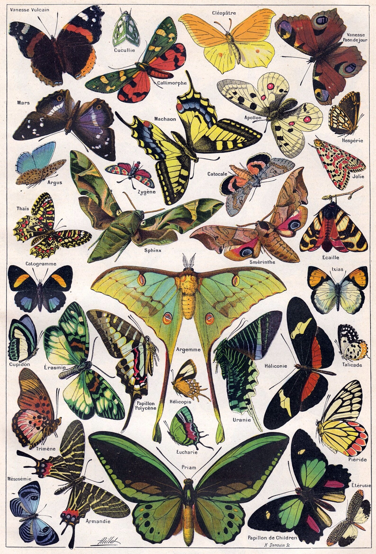 Vintage Butterflies Chart Poster, Art Deco, Vintage Print, Colorful ...