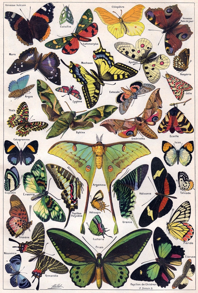 Vintage Butterflies Chart Poster, Art Deco, Vintage Print, Colorful ...