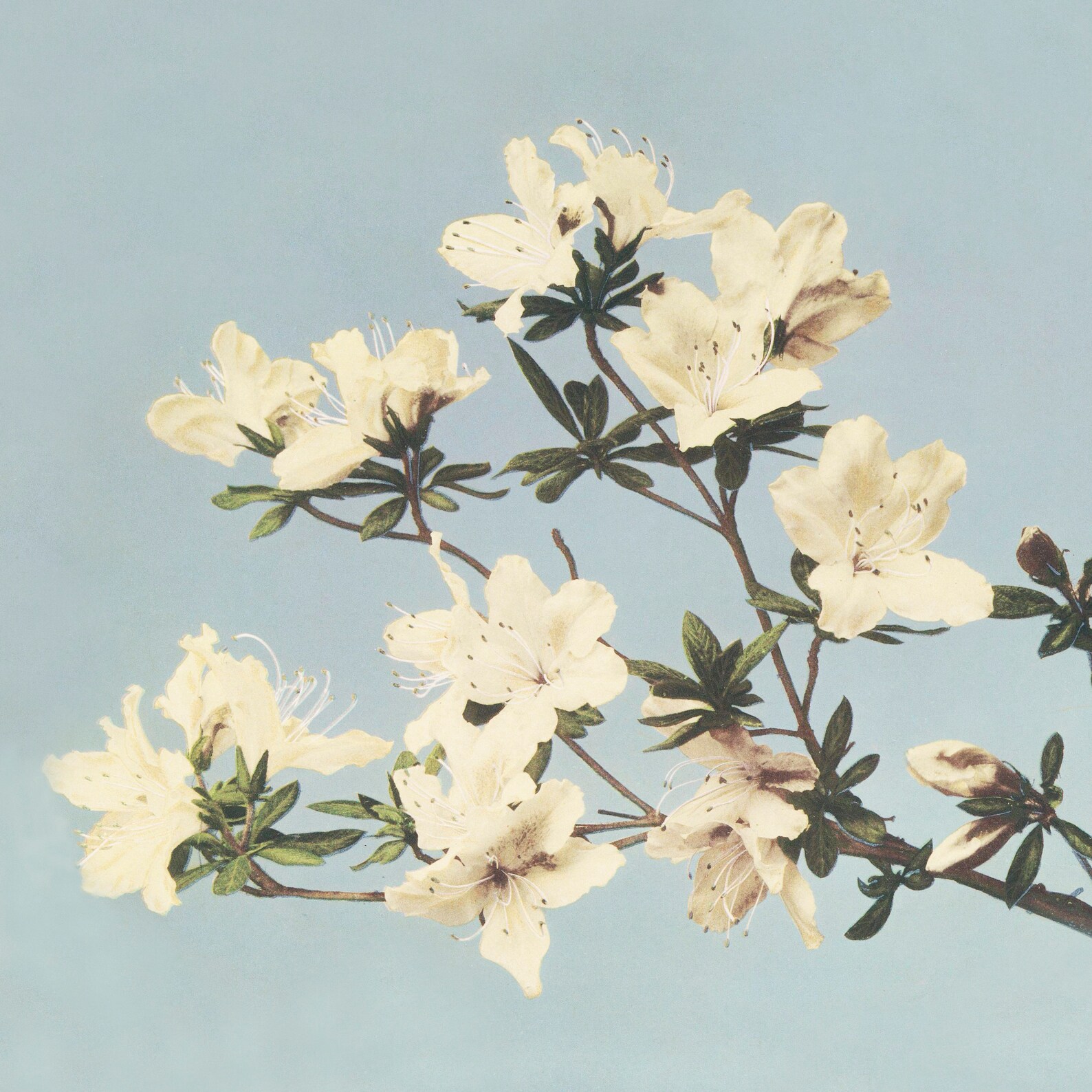 Vintage Japanese Azaleas Art Deco Print, Floral Botanical Poster - Etsy