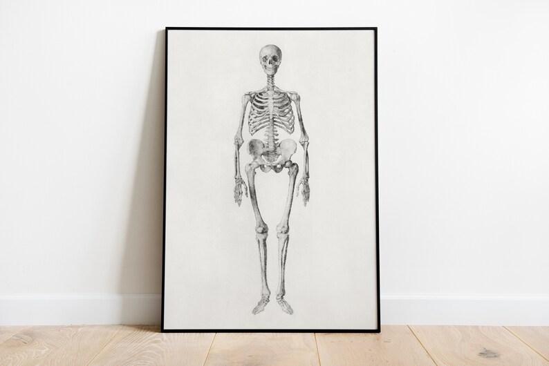 Vintage Human Skeleton Print Anatomy Wall Art Medical - Etsy