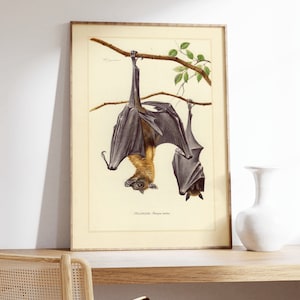 Vintage Bat Poster, Bat Illustration, Bat Print, Large Bat Wall Art ...