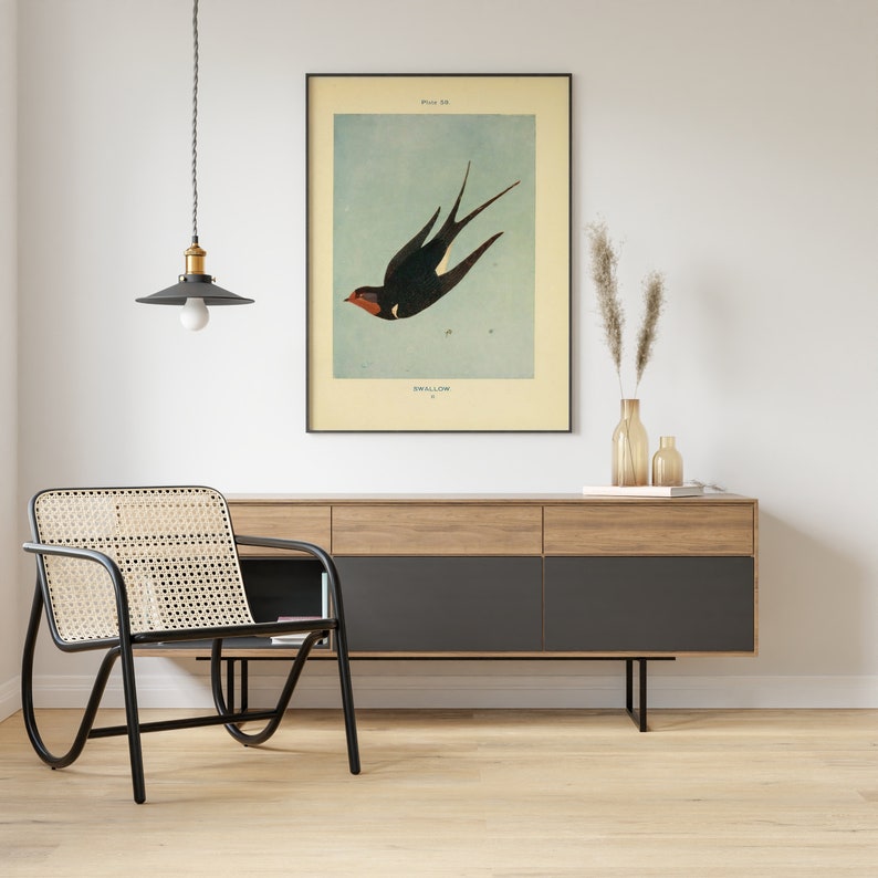 Vintage Swallow Bird Print – Ornithology Plate 59 Wall Art - Etsy