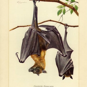 Vintage Bat Poster, Bat Illustration, Bat Print, Large Bat Wall Art ...