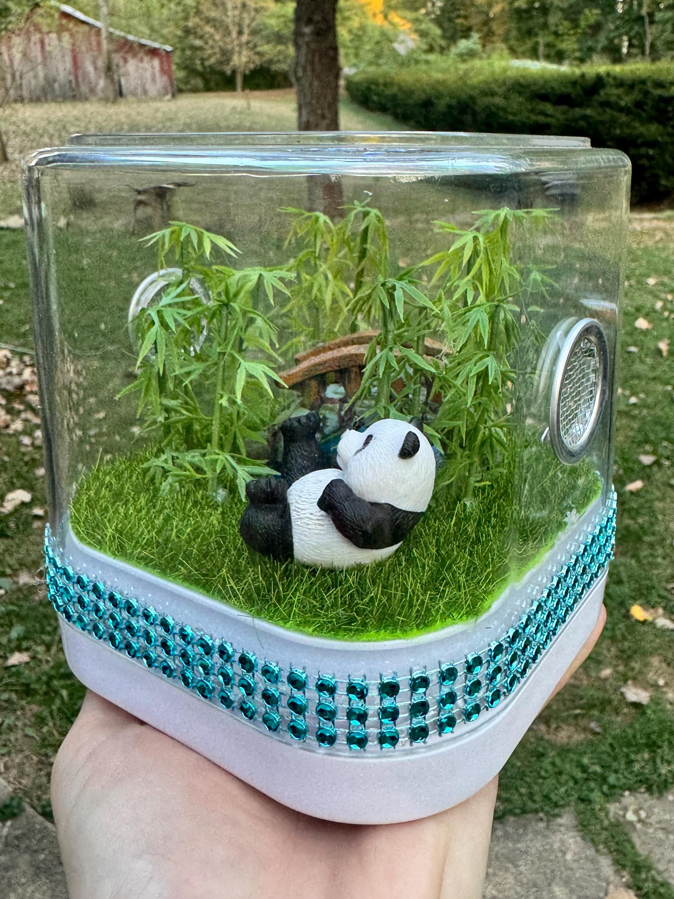 Jumping Spider Enclosure Cage Panda Bamboo Theme - Etsy