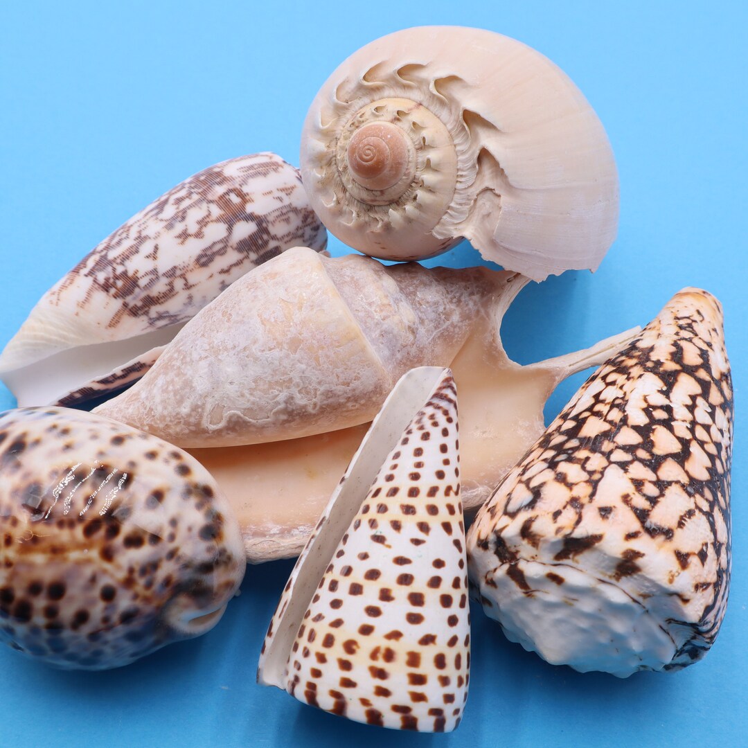 Giant Sea Shells Pack of 6 Shells Beach Shells Natural Crafts - Etsy
