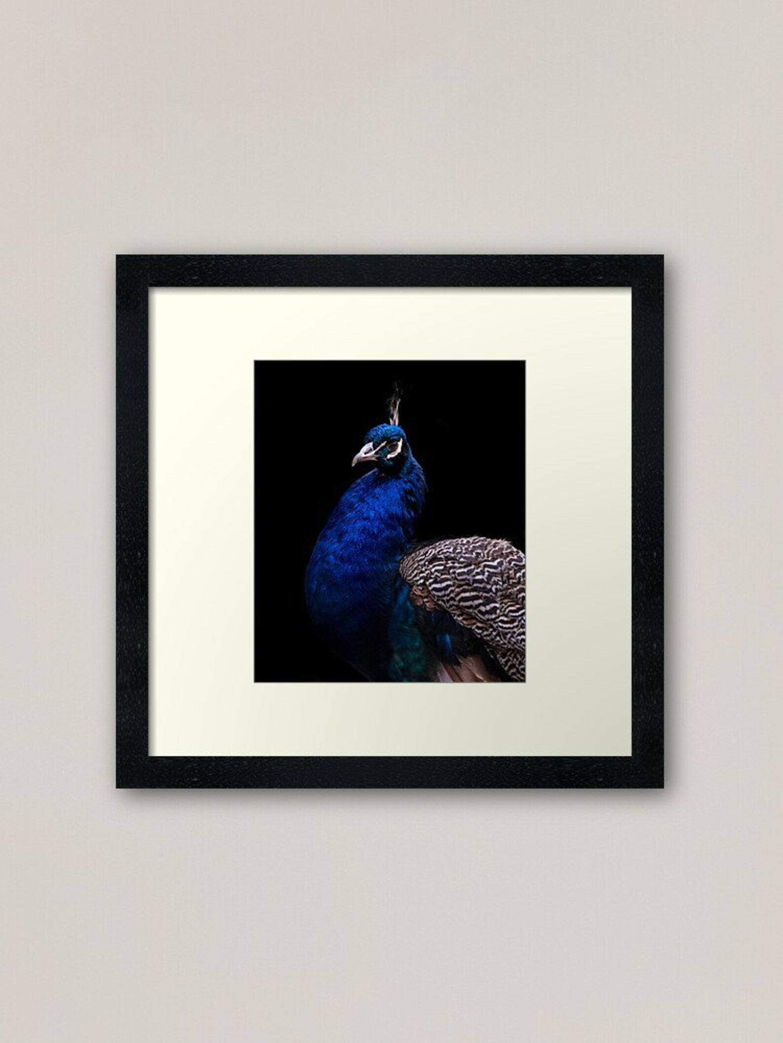Fine Art Framed Print The Peacock Etsy