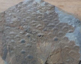 Scale Tree Fossil - Etsy