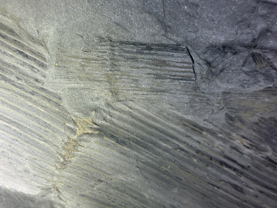 Gold Pyrite Plant calamites Fossils - Etsy