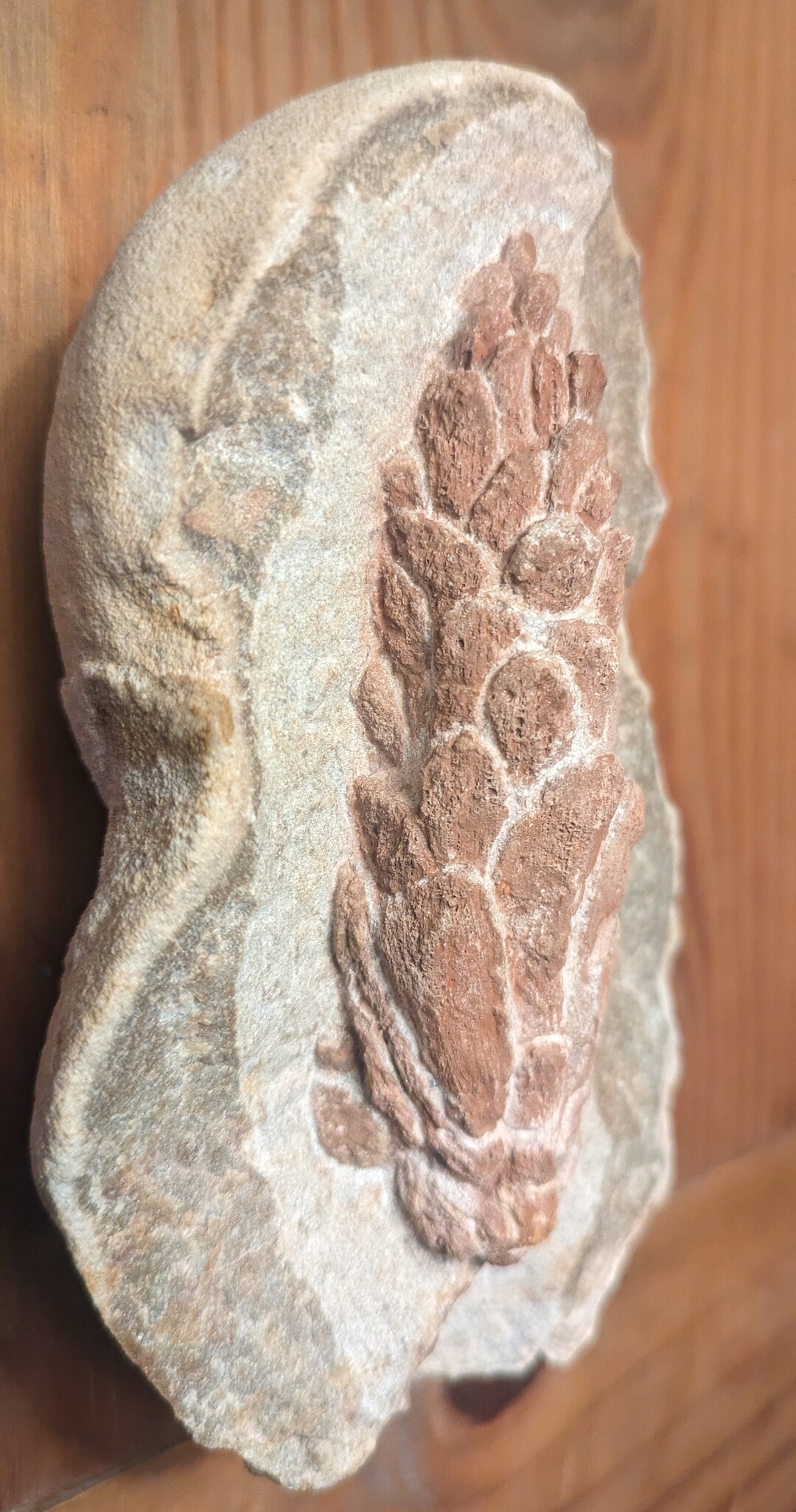 Rare Fossil Pine Cone Oligocene Germany - Etsy