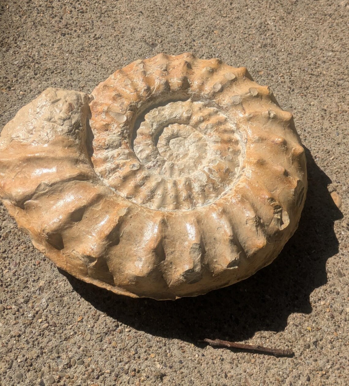 9" Large Cretaceous Ammonite Mortoniceras Texas Fossil - Etsy