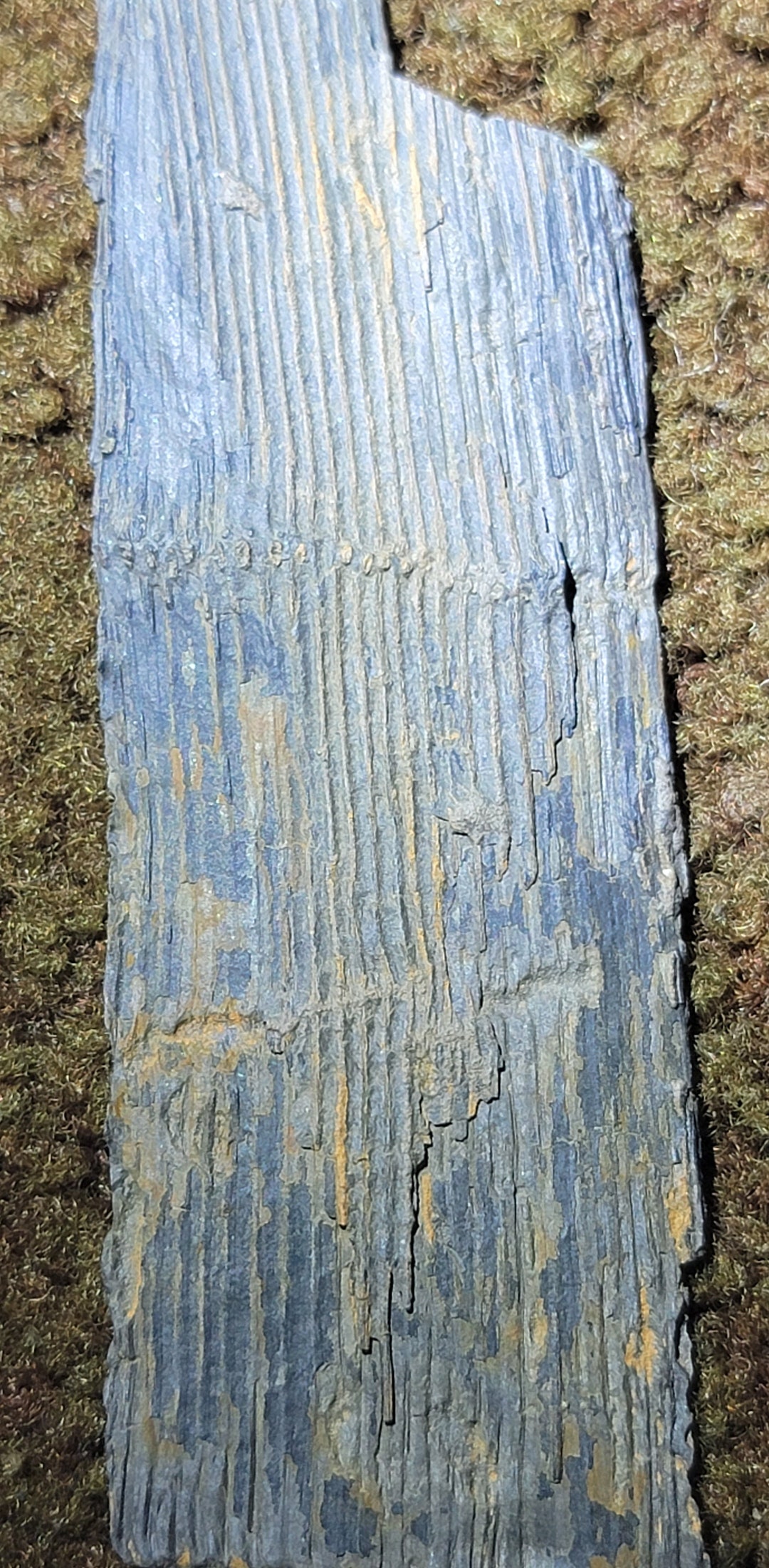 Natural Plant calamites Fossil With Iron Coloration - Etsy