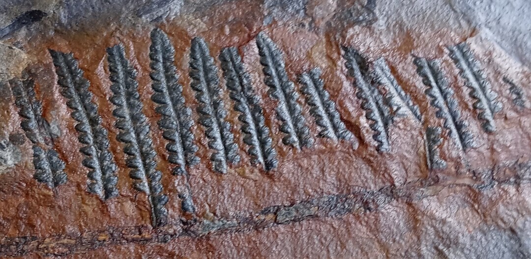 Large 15" Fossil Flora Plate Horsetail Fern Leaf - Etsy