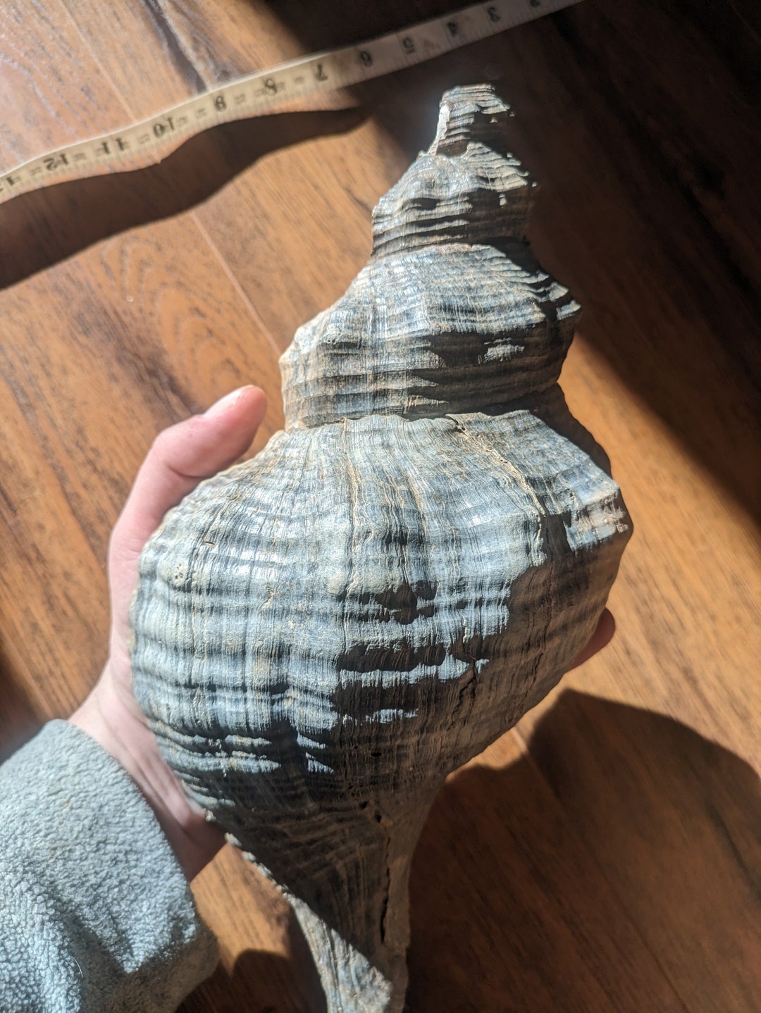 Giant Snail Gastropod Fossil Conch Shell - Etsy