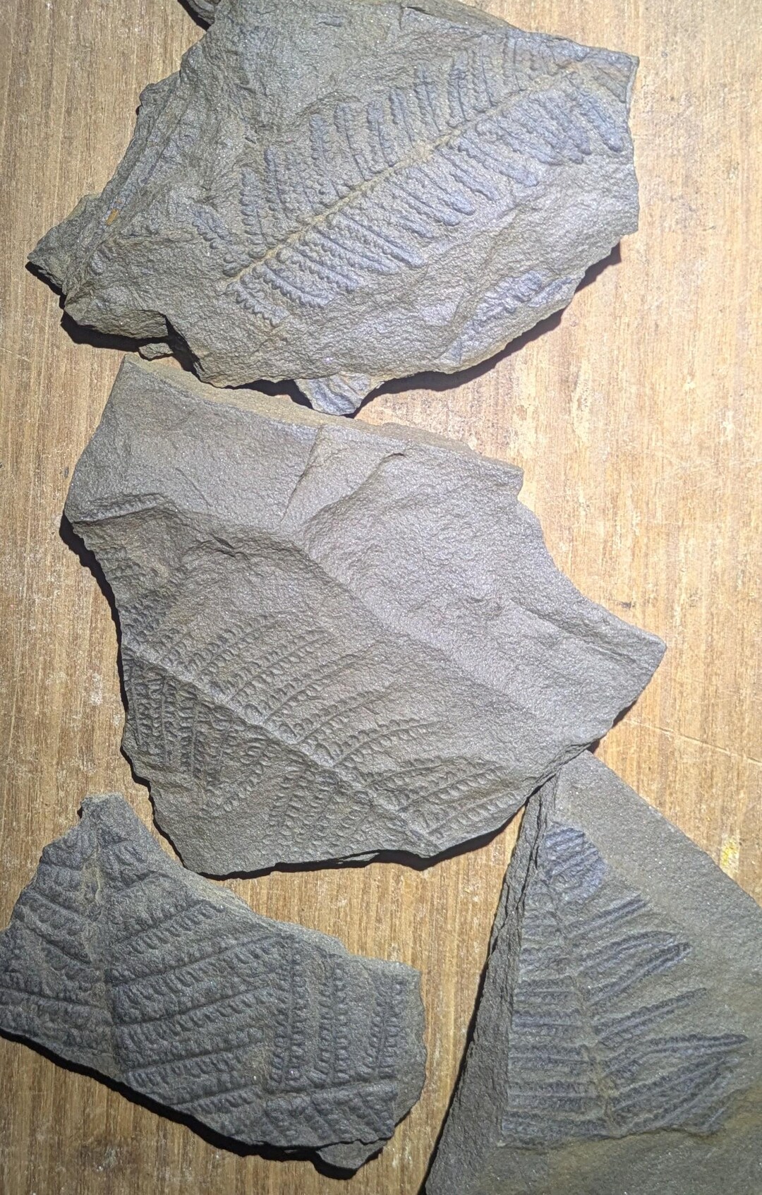 Four Natural Tree Fern Leaf Fossils Pennsylvanian - Etsy