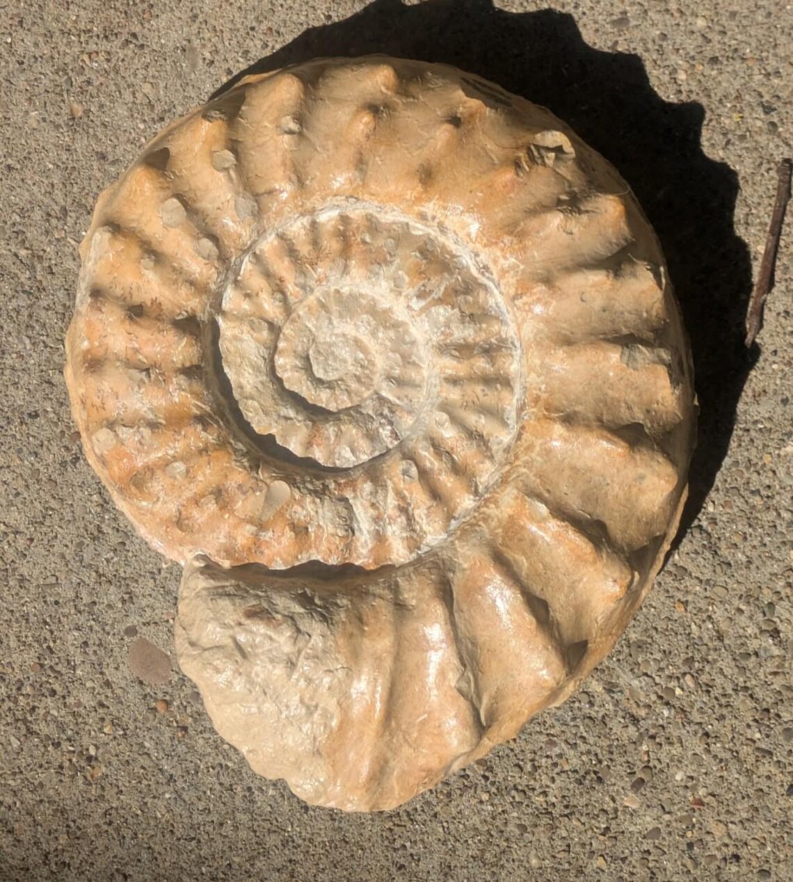 9" Large Cretaceous Ammonite Mortoniceras Texas Fossil - Etsy