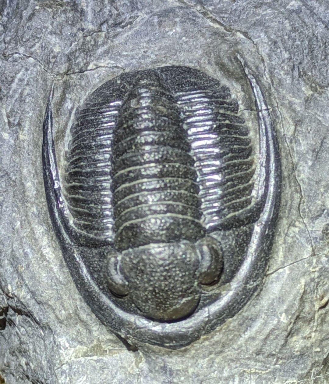Attractive Devonian Fossil Trilobite Morocco - Etsy