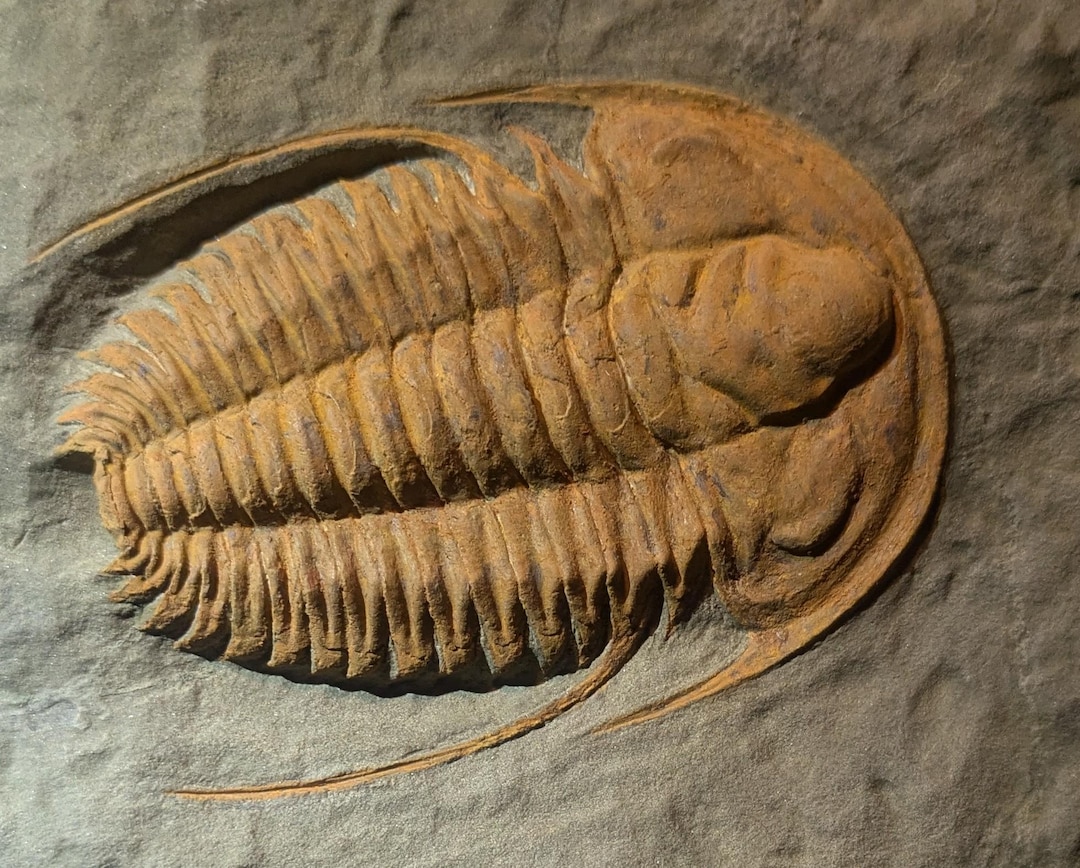 Gorgeous Cambrian Trilobite Fossil Morocco - Etsy