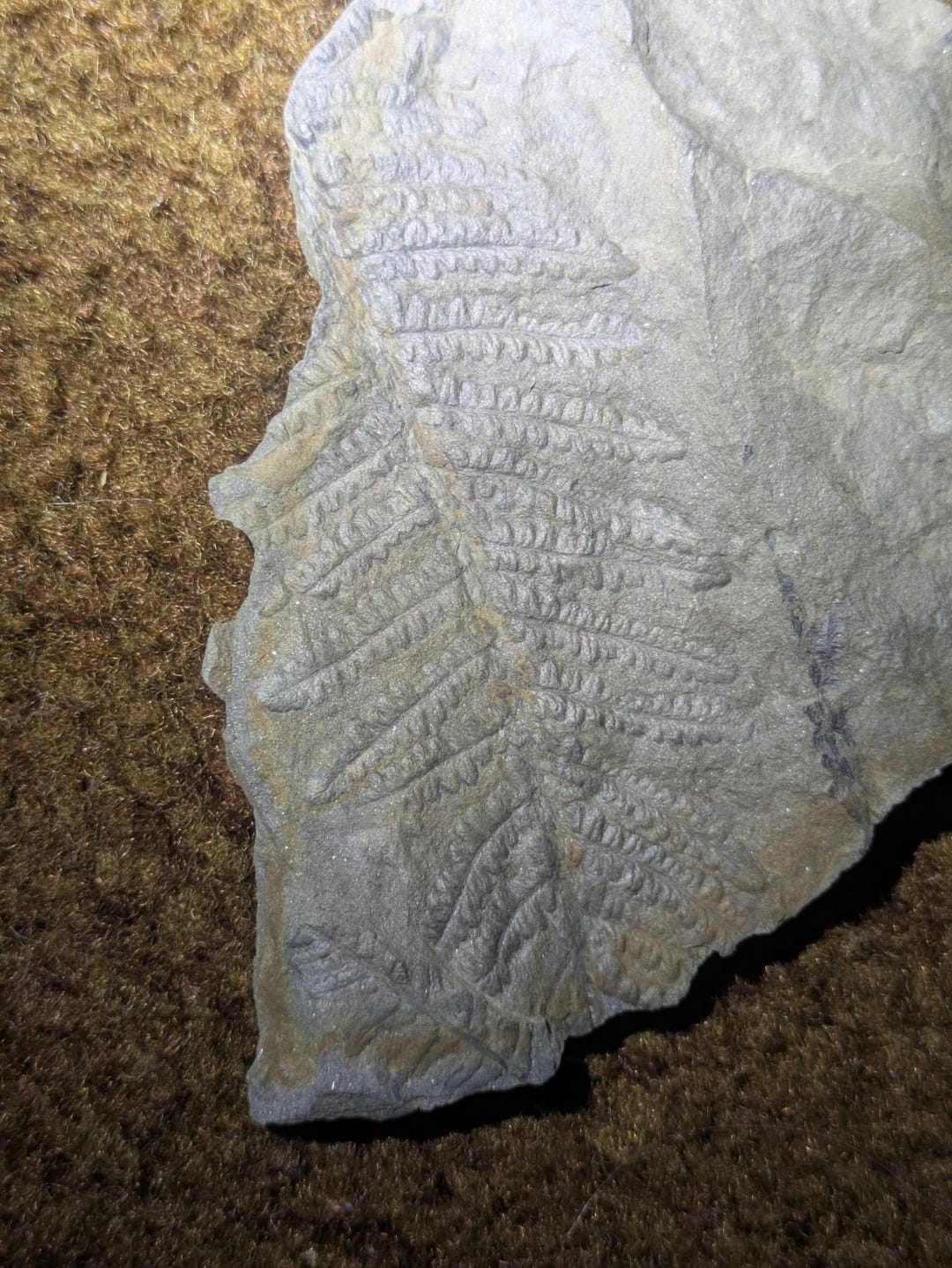 Pennsylvanian Tree Fern Leaf Fossil Carboniferous Pecopteris - Etsy