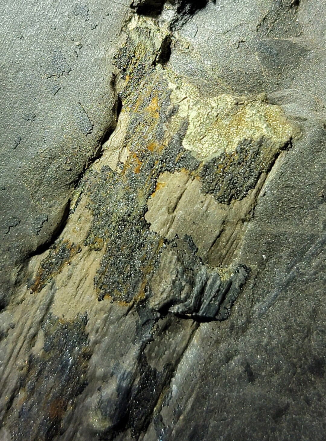 Natural Gold Pyrite Plant Stem Fossils - Etsy