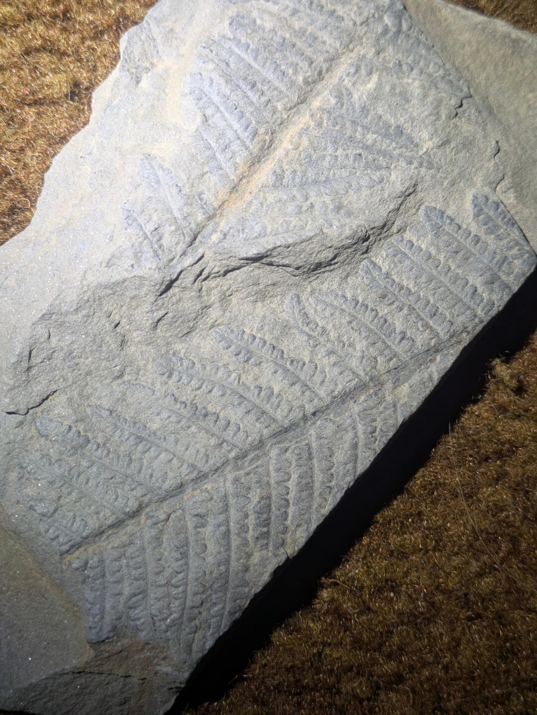 Pennsylvanian Tree Fern Leaf Fossil Carboniferous Pecopteris - Etsy