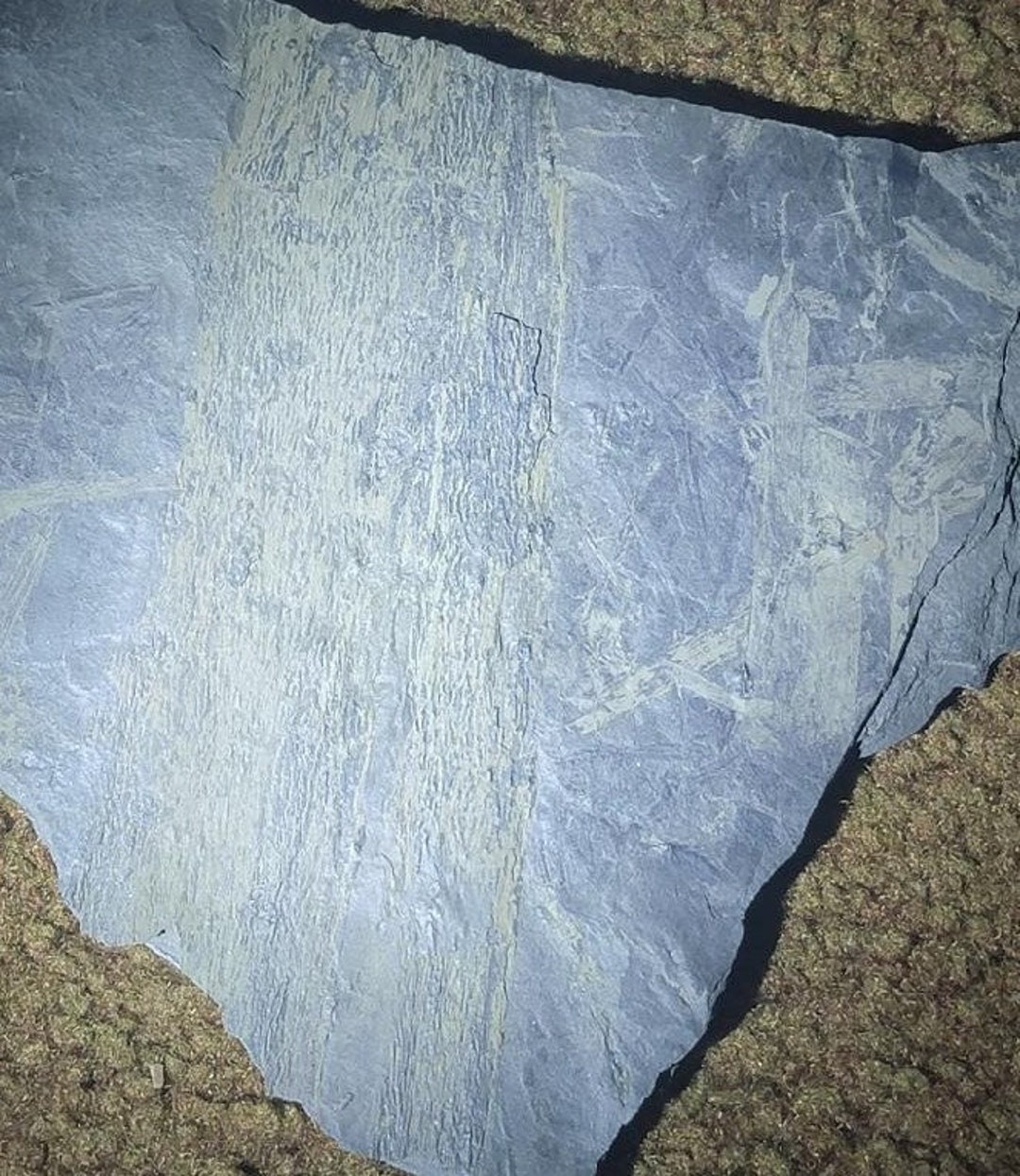 Natural Green Pyrite Plant Stem Fossils - Etsy