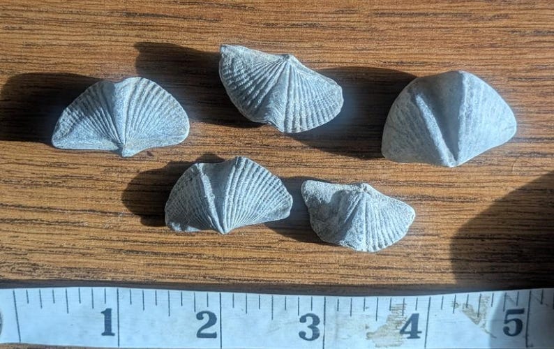 Ten Winged Fossil Brachiopods Mucrospirifer Devonian Ontario Shells - Etsy