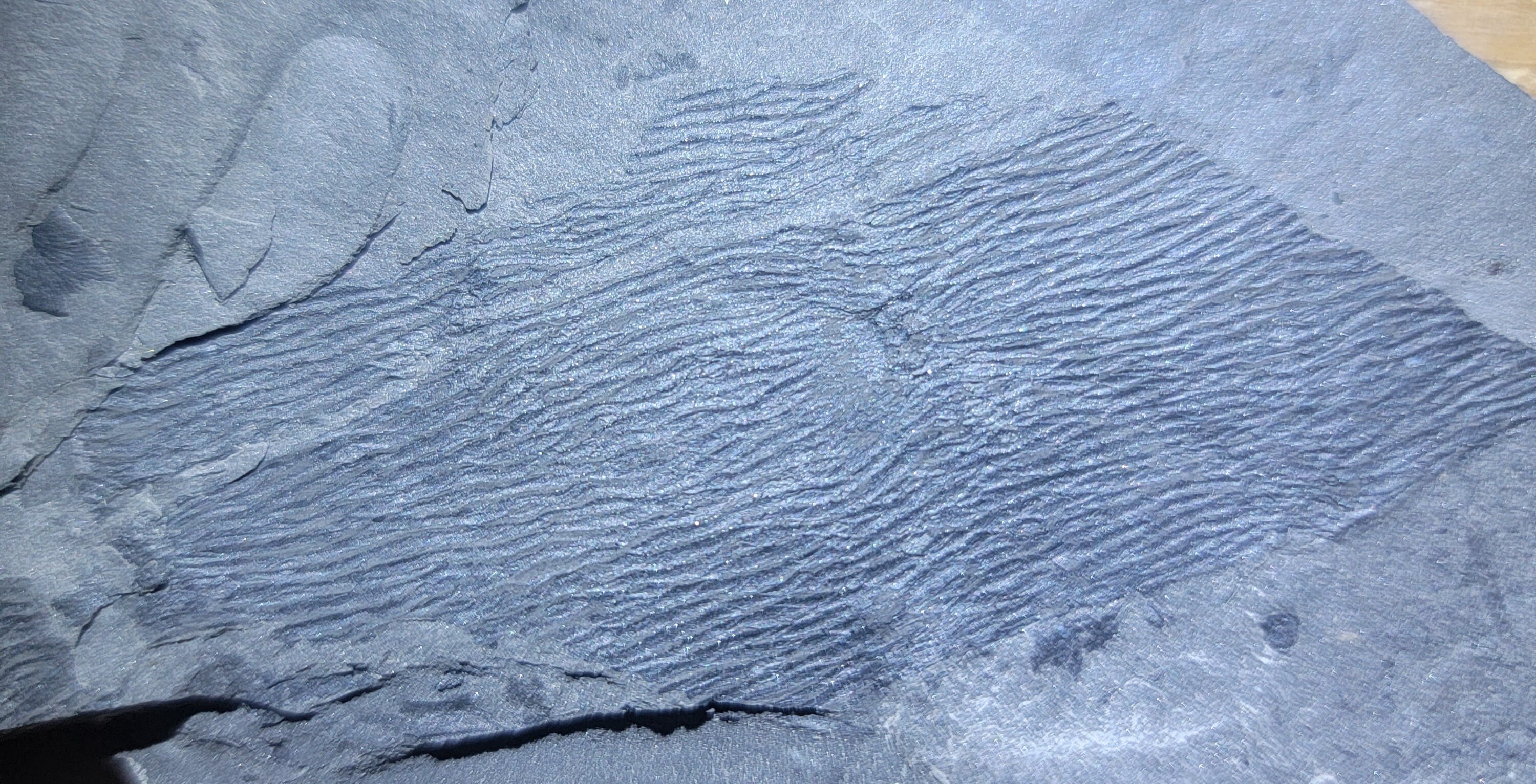 Natural Pennsylvanian Period Plant Fossil - Etsy