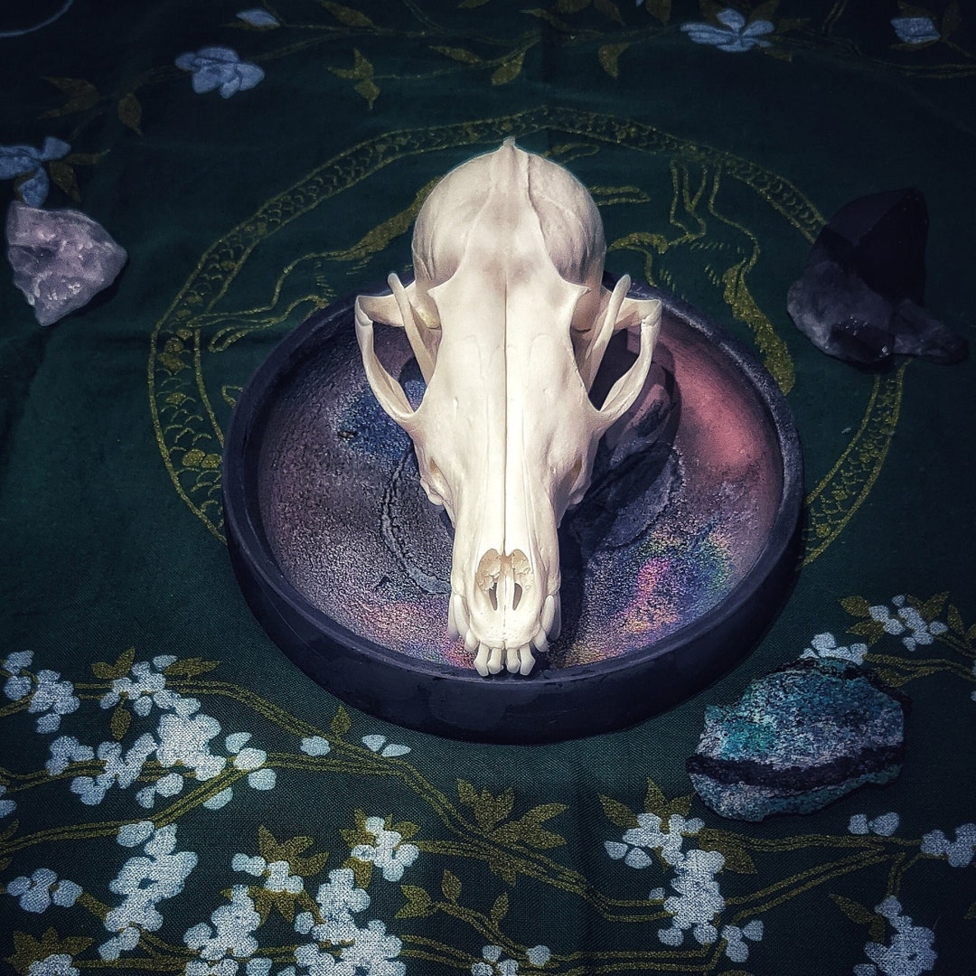 7 Natural Curios Mystery Box Vulture Culture Witchcraft Curiosities ...