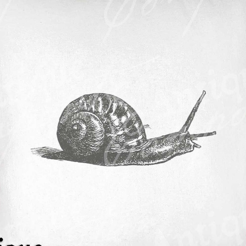 Snail Art Print - Etsy