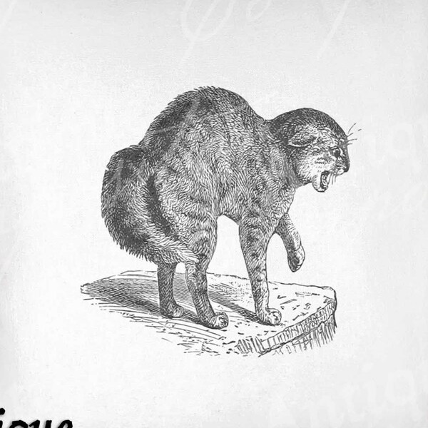 Scared Cat Art - Etsy