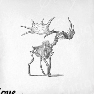 moose skeleton drawing