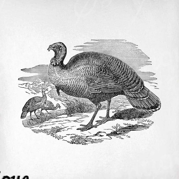 Wild Turkey Clip Art - Etsy