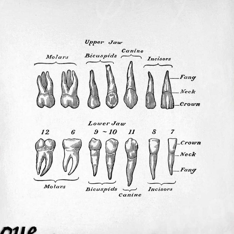 Antique Dental Hygiene Art - Etsy