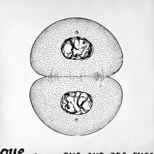 Mitosis Clip Art - Vintage Science Printable - Cell Mitosis Sublimation ...
