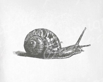 Victorian Snail Antique Vintage Garden Snail Mollusca Vector Clip Art ...
