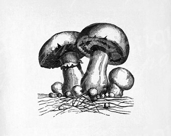 Mushroom Clip Art Vintage Kitchen Printable Funghi - Etsy
