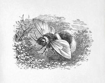 Bee Clip Art Vintage Bumble Bee Image Bee Illustration Insect Clip Art ...