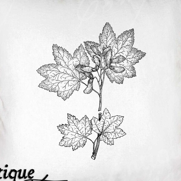 Maple Seed Drawing - Etsy
