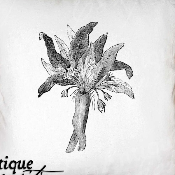 Mandrake Root Art - Etsy