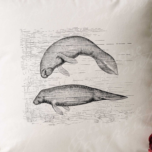 Antique Manatee Art - Etsy
