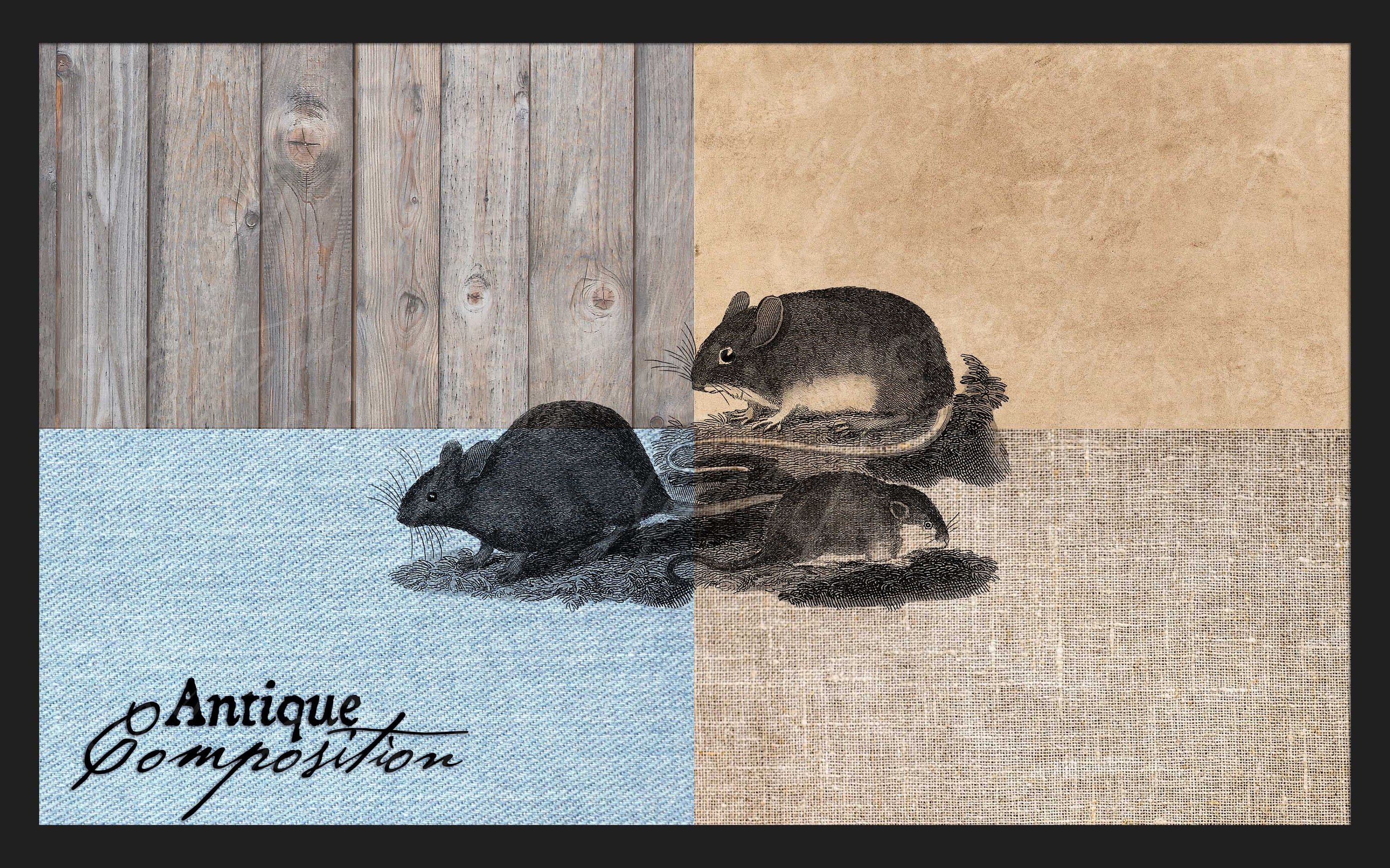 Mouse Clip Art Vintage Mice Printable Rodent Sublimation Antique Mouse ...