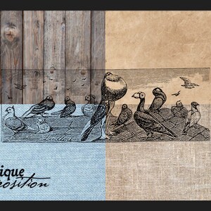 Bird Clip Art - Vintage Pigeons Printable - Pigeon Breeds Sublimation ...