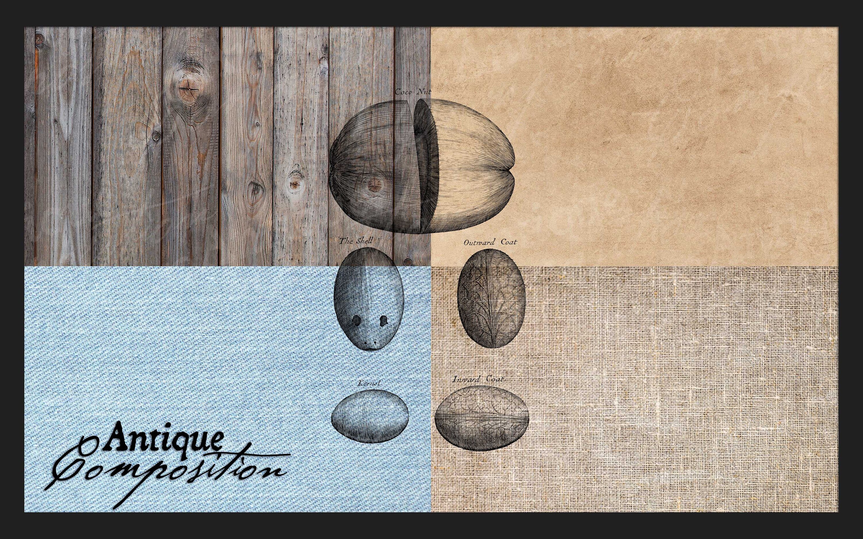 Coconut Clip Art Vintage Kitchen Printable Coconut Anatomy - Etsy