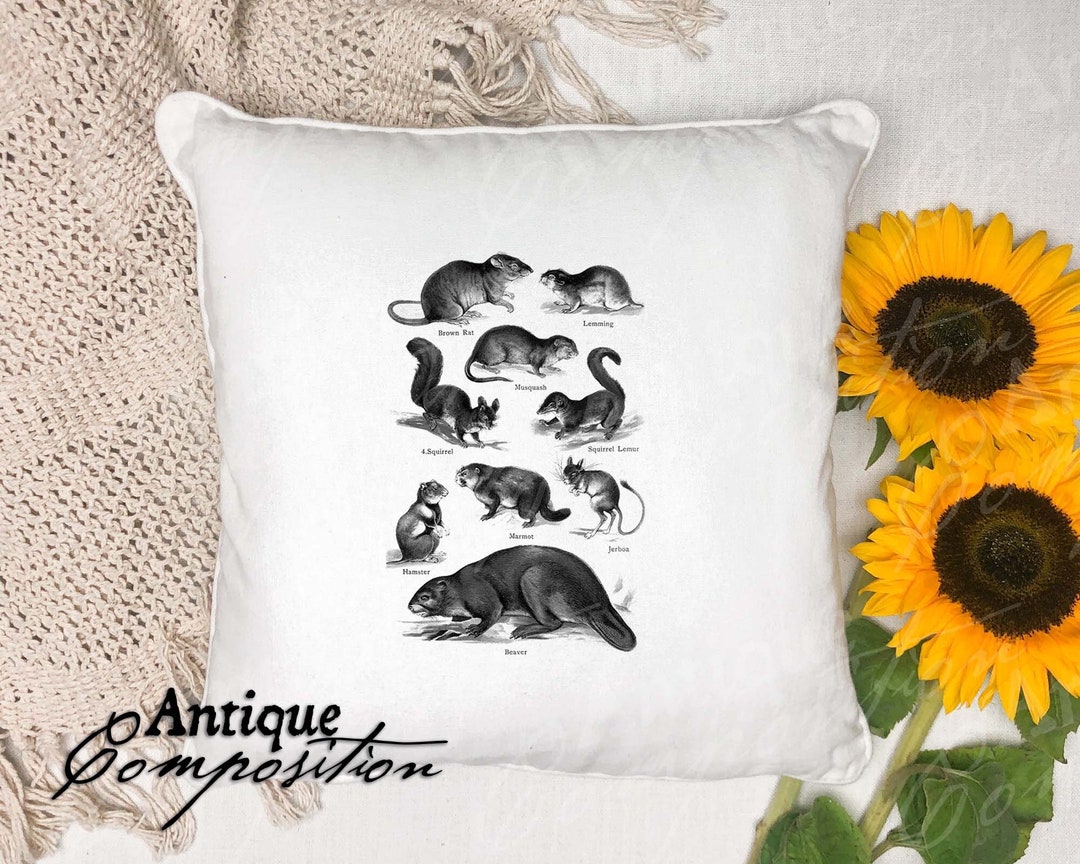 Rodent Clip Art - Vintage Rodents Printable - Rodent Species ...