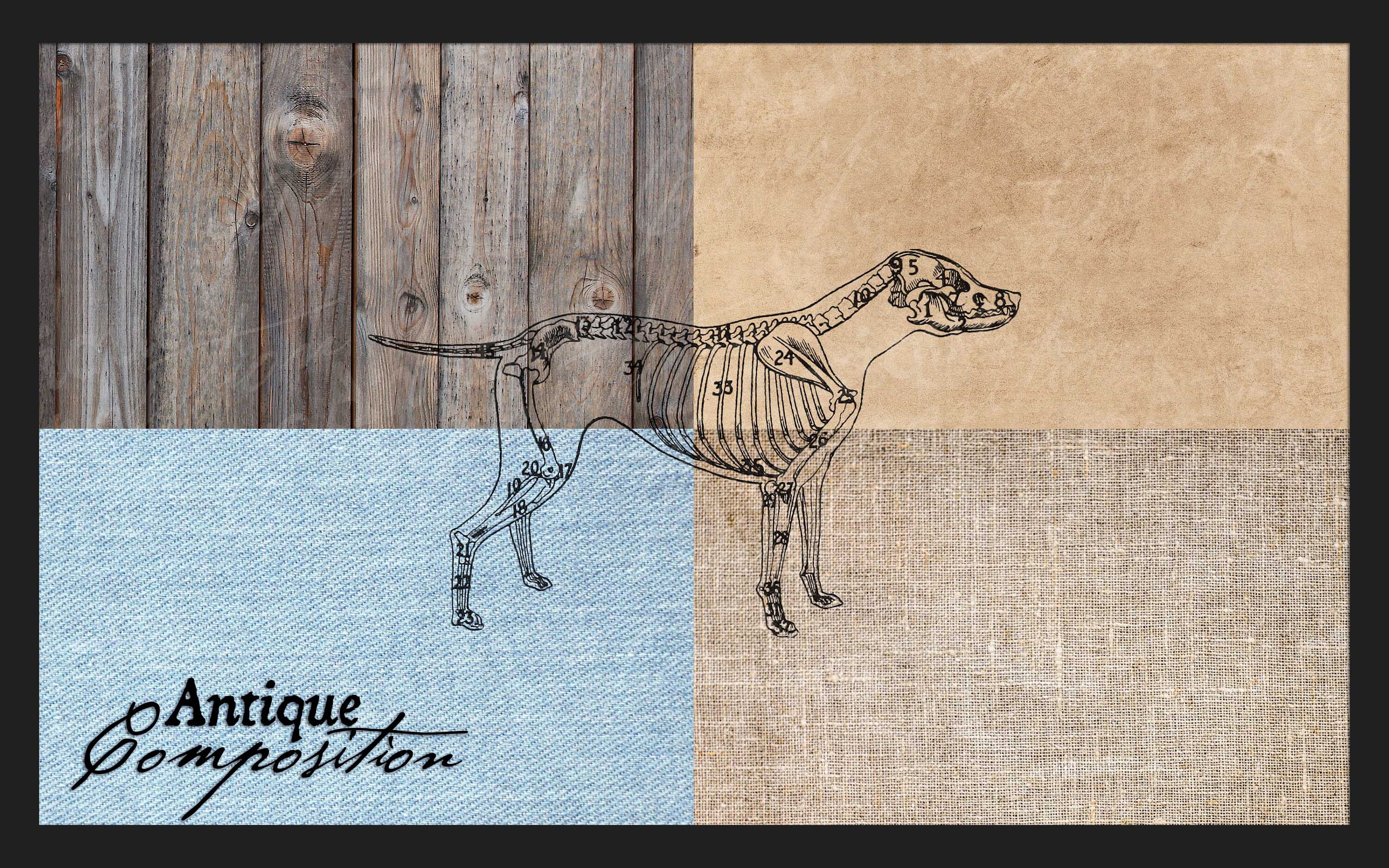 Dog Clip Art Vintage Dog Printable Dog Skeleton Sublimation Antique ...