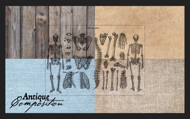 Anatomy Clip Art Vintage Science Printable Human Anatomy Sublimation ...