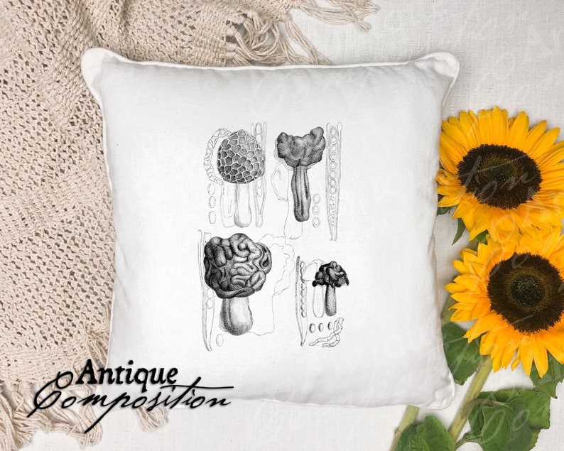 Mushroom Clip Art Vintage Mushroom Printable Morel - Etsy Canada