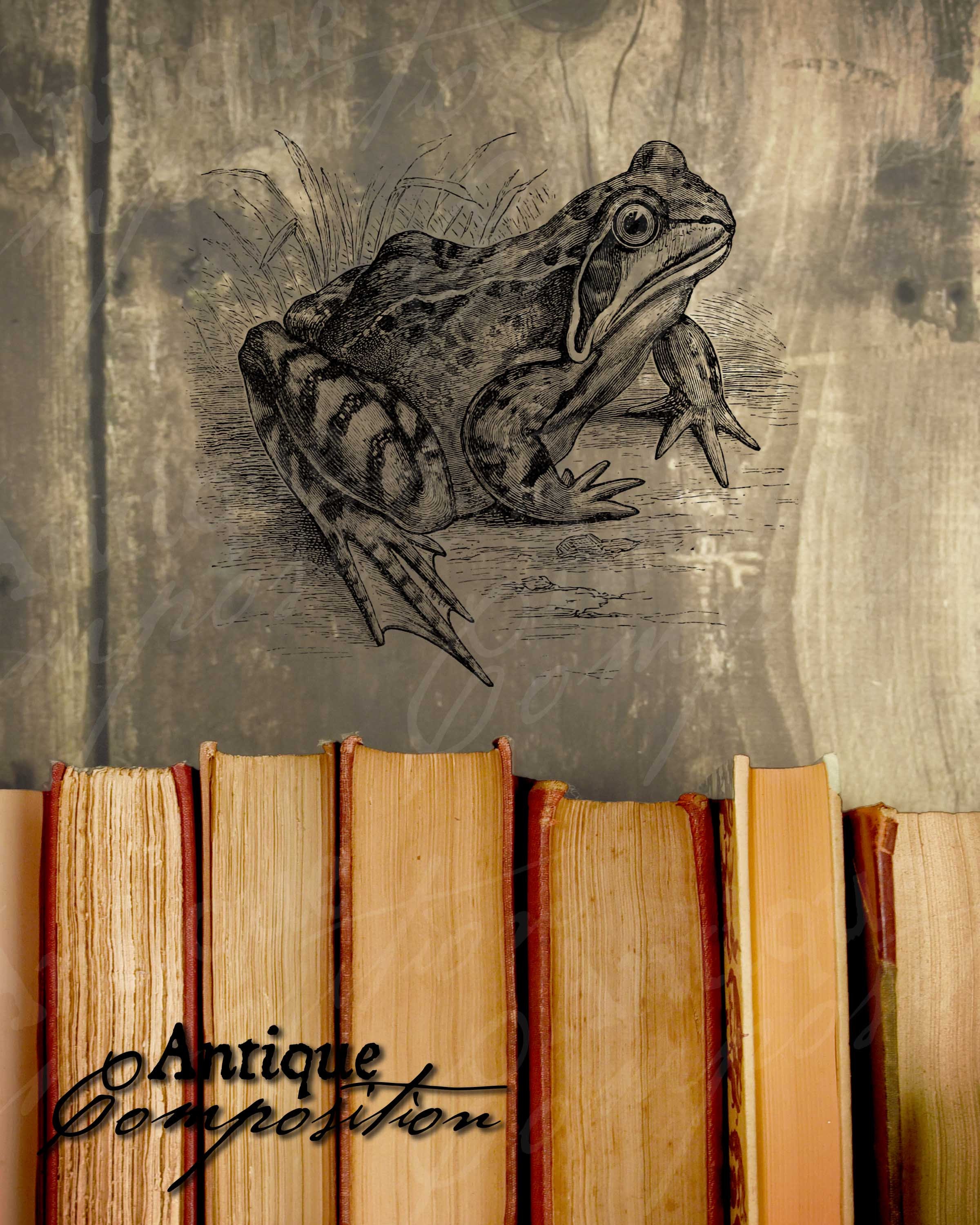Frog Clip Art - Vintage Common Frog Printable - Amphibian Sublimation ...