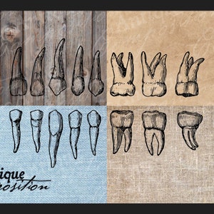 Teeth Clip Art - Vintage Tooth Printable - Human Teeth Sublimation ...